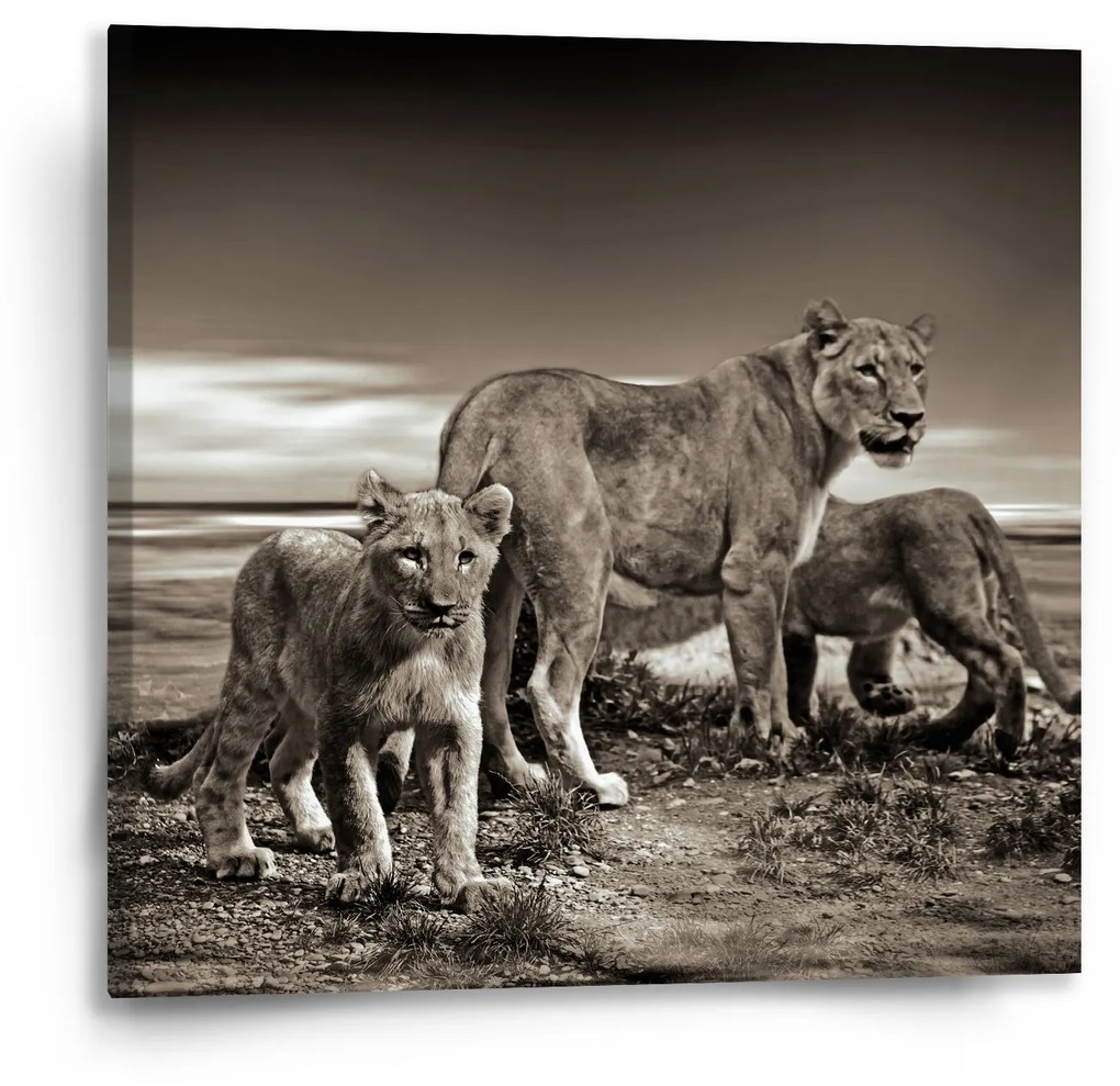 Obraz SABLIO - Lvice a lvíčata 50x50 cm