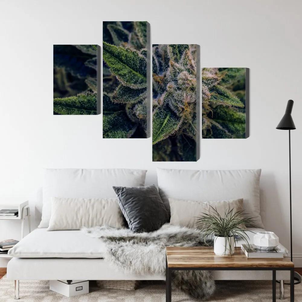 Vícedílný obraz Rostlina Konopí Zblízka Nedostatek Nedostatek Plátno Canvas 160x100