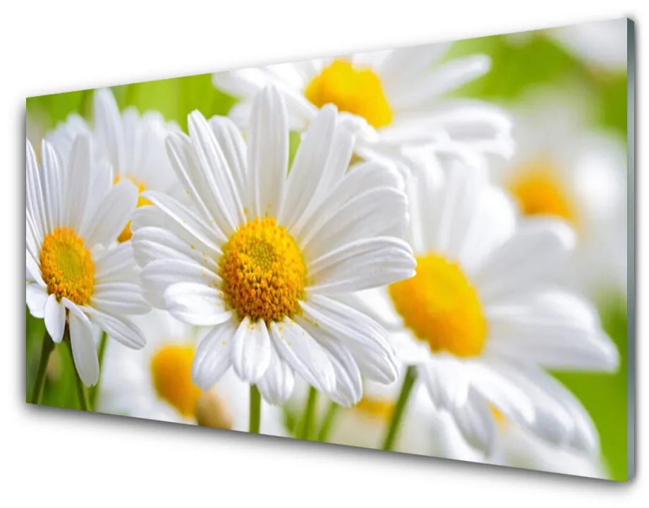 Plexisklo-obraz Sedmikrásky Rostlina Příroda 100x50 cm