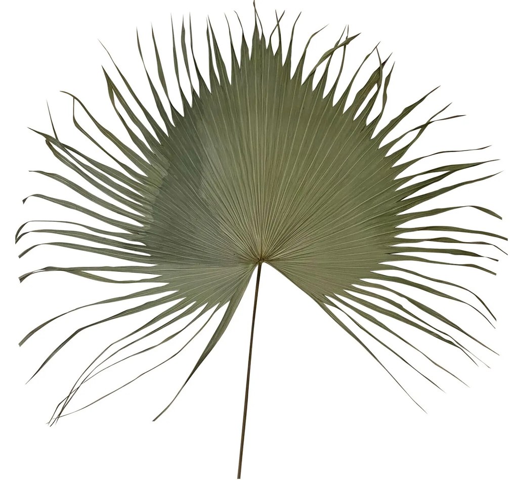 Hnědý usušený dekorativní list Palmy - 130 cm