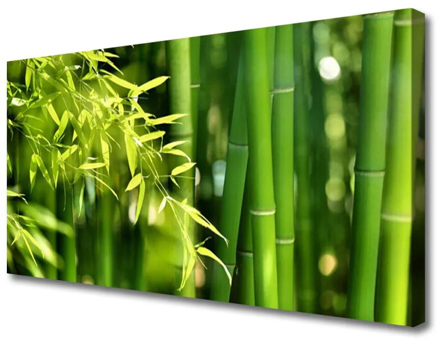 Obraz na plátně Bambus Listy Rostlina 100x50 cm