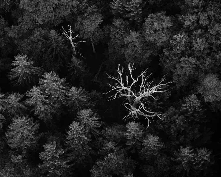Umělecká fotografie dead trees, Emil Licht, (40 x 30 cm)