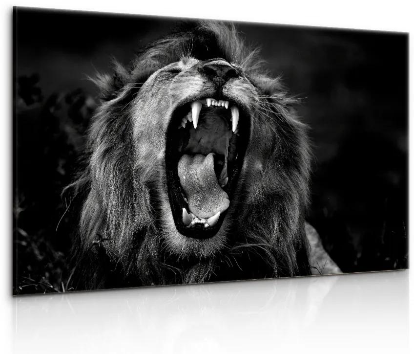 Malvis ® Obraz Černobílý královský lev Velikost: 60x40 cm
