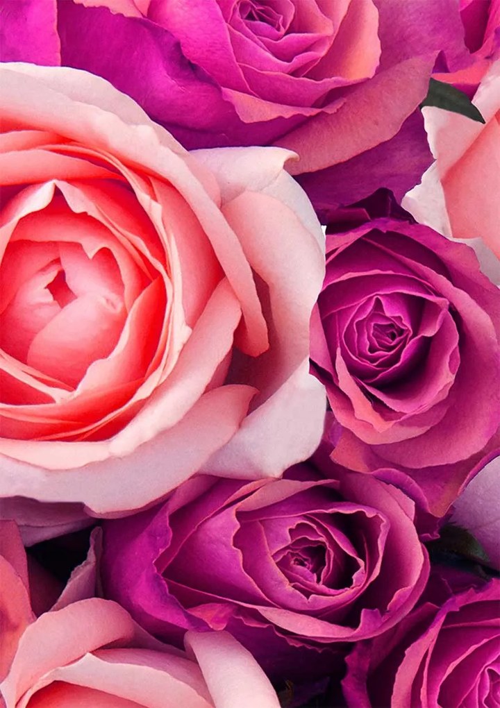 Obraz květy růží Velikost (šířka x výška): 90x60 cm