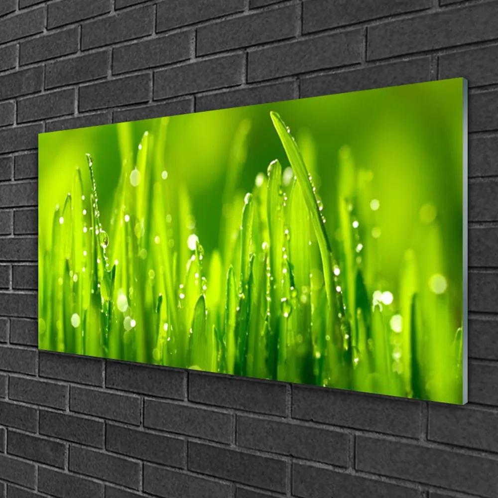 Obraz na skle Zelená Tráva Kapky Rosy 100x50 cm