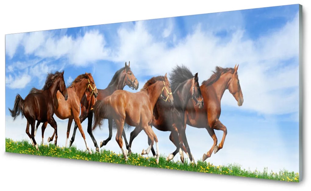 Plexisklo obraz Cválající Koně na Pastvině