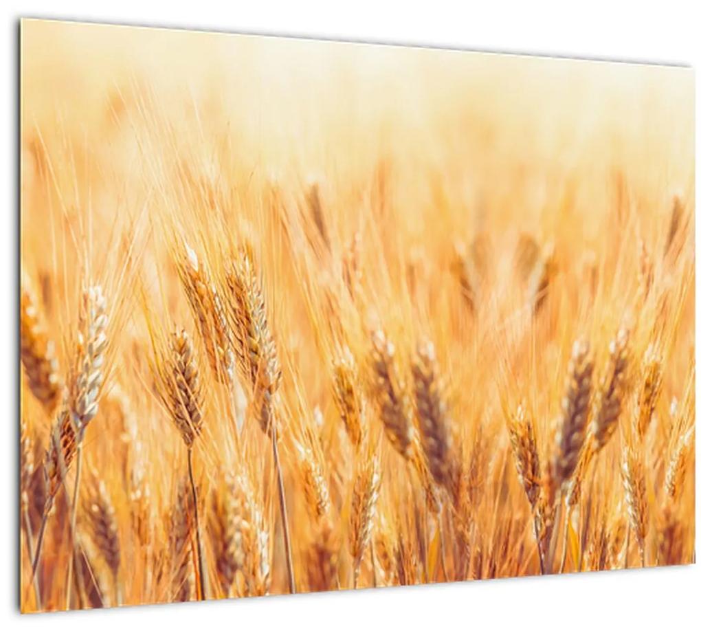 Skleněný obraz - pole s obilím (70x50 cm)