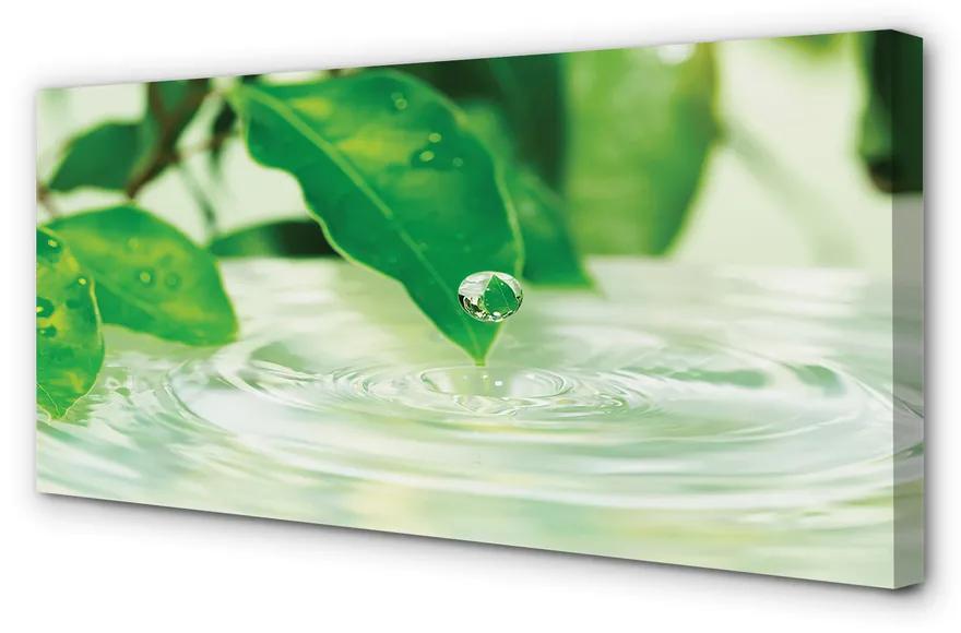 Obrazy na plátně Kapky vody listí 100x50 cm