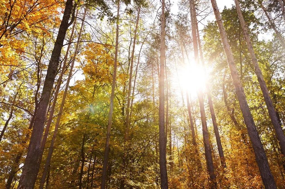 Samolepící fototapeta les v podzimních barvách - 225x150 cm