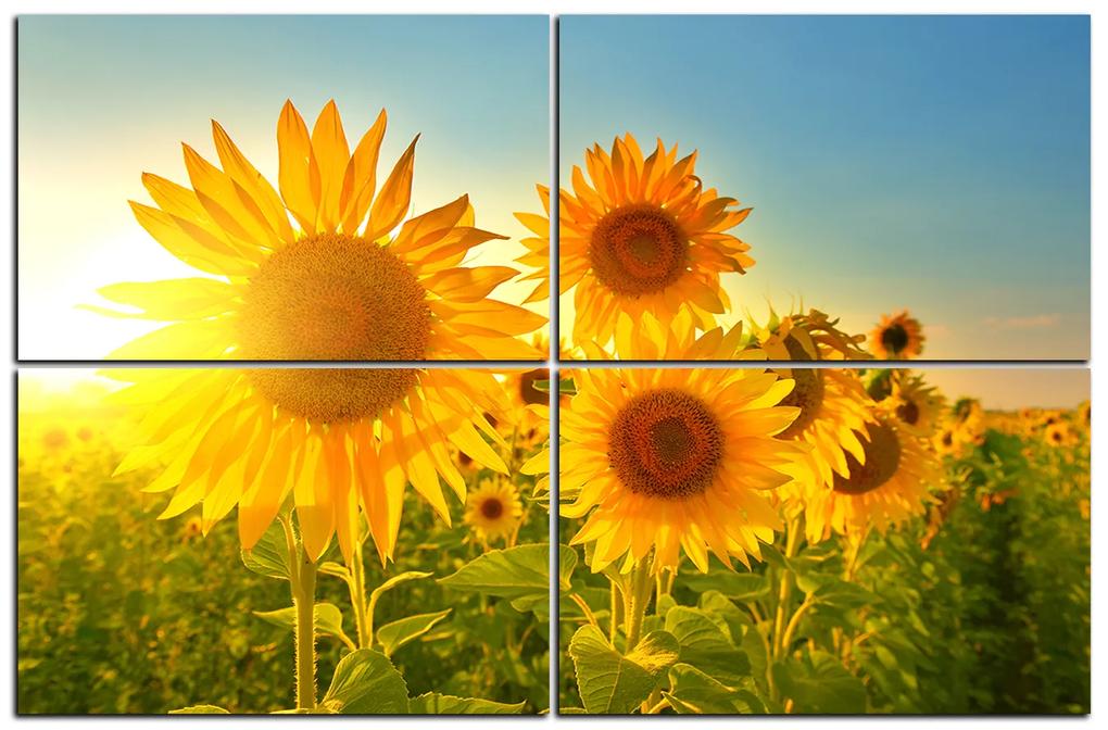 Obraz na plátně - Slunečnice v létě 1145E (120x80 cm)