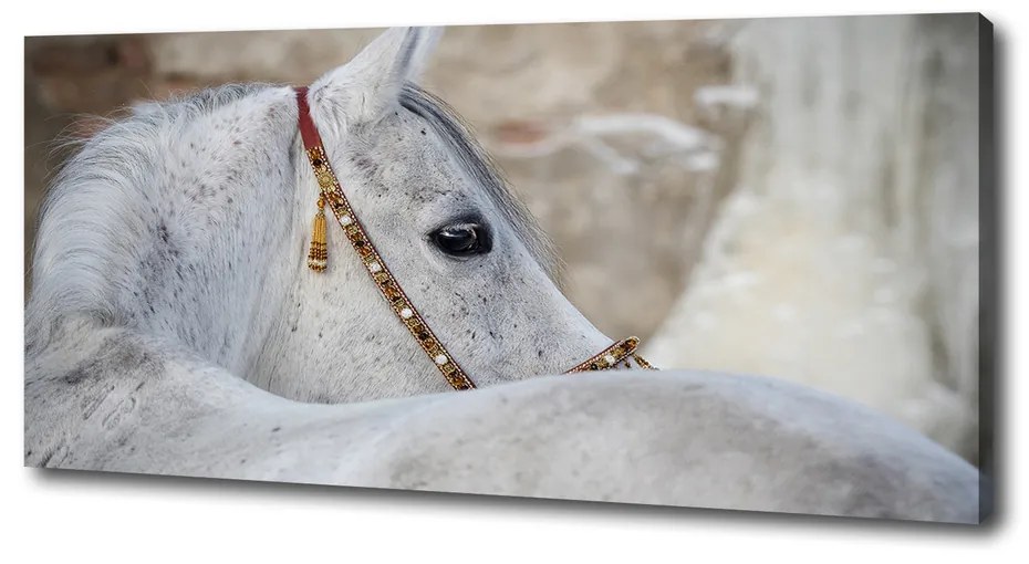 Wallmuralia Foto obraz na plátně Bílý arabský kůň 125x50 cm