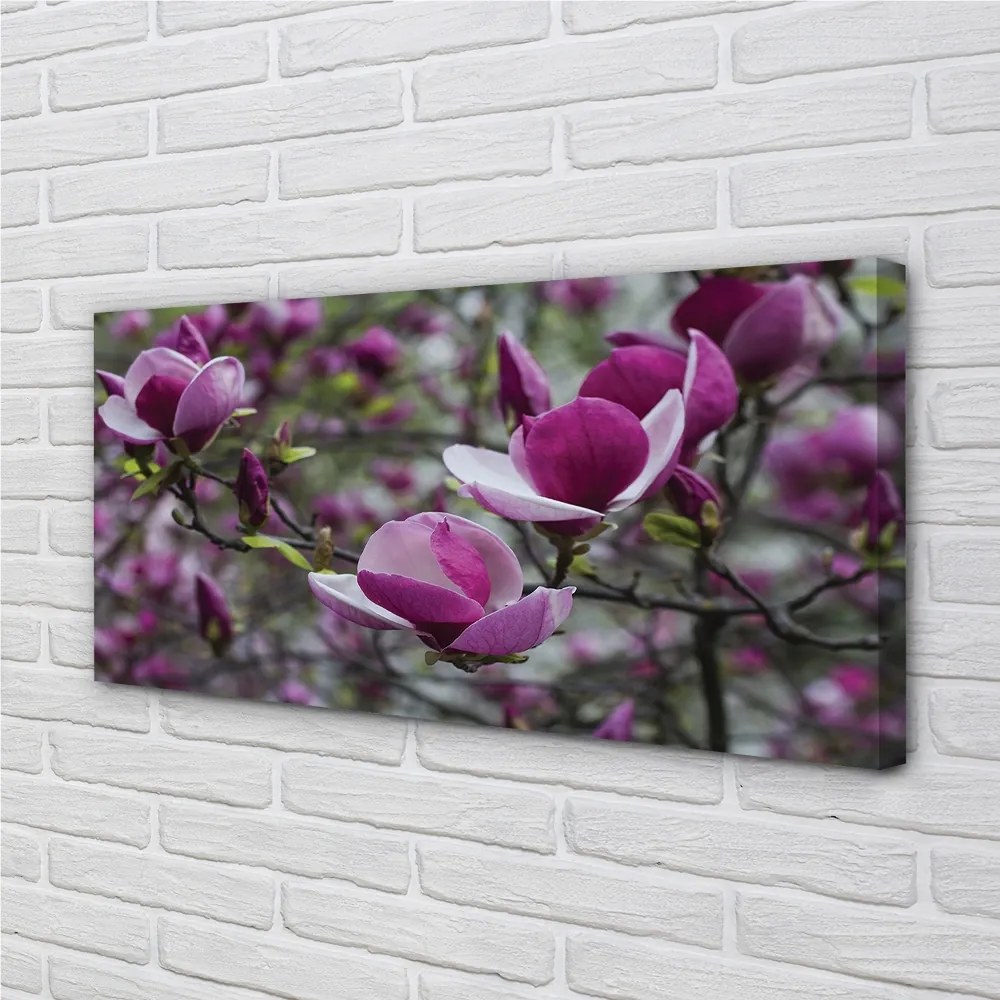 Obrazy na plátně fialové magnolie 125x50 cm