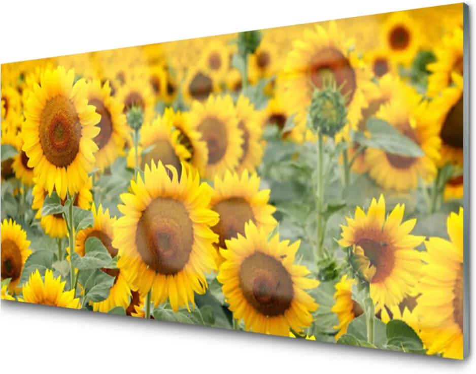 Plexisklo obraz Slunečnice Rostlina Příroda