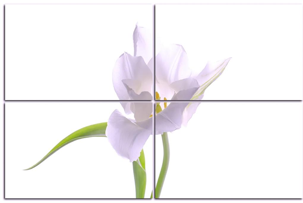 Obraz na plátně - Tulipán 181FE (90x60 cm)
