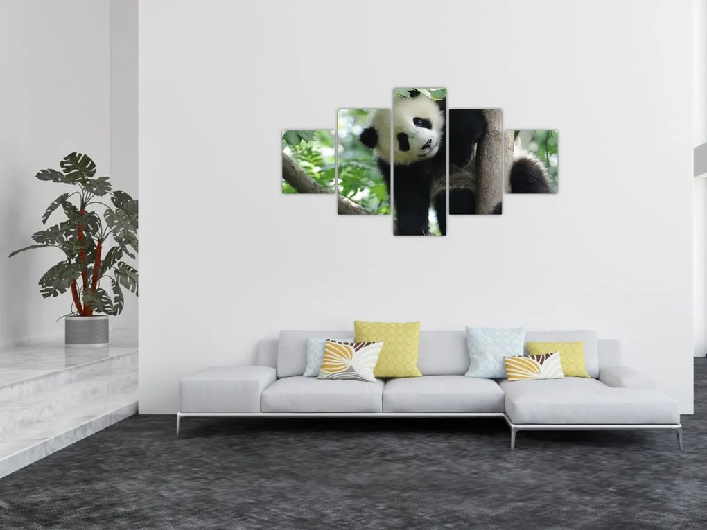 Obraz - Panda na stromě (125x70 cm)