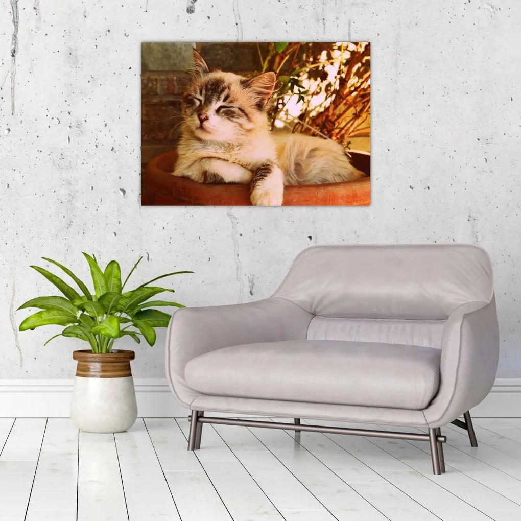 Skleněný obraz kočky v květináči (70x50 cm)
