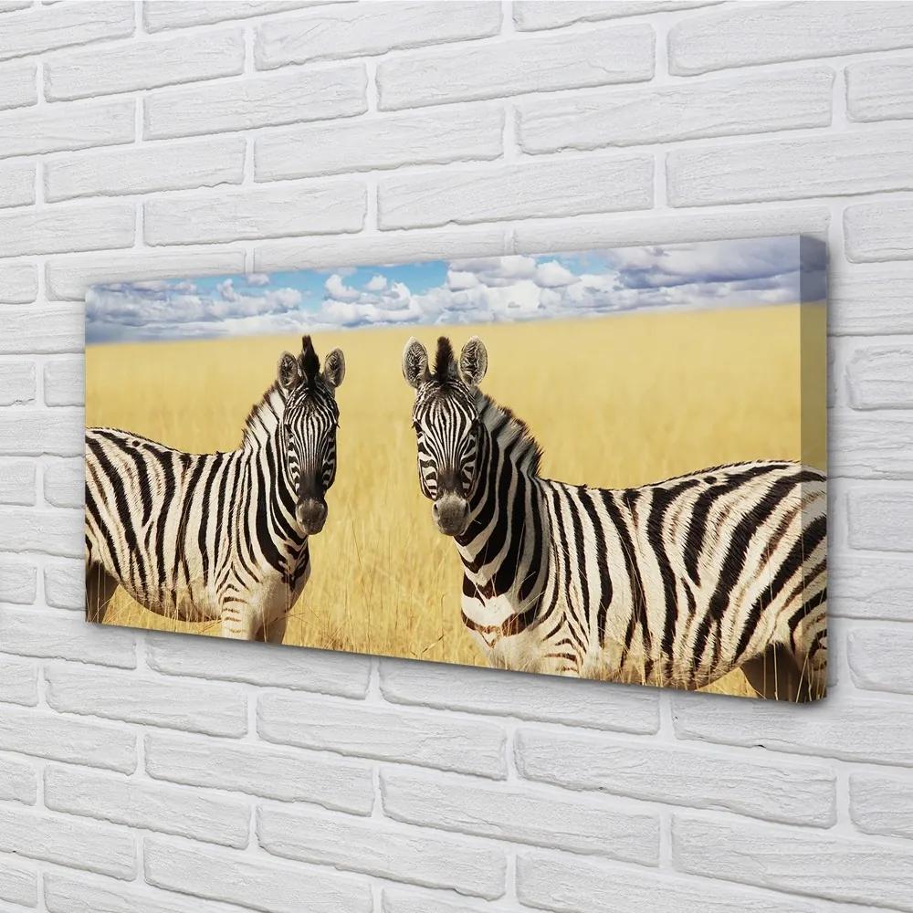 Obrazy na plátně zebra box 100x50 cm
