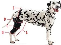Bandáž Rehab na koleno pro psa KRUUSE XS Levá