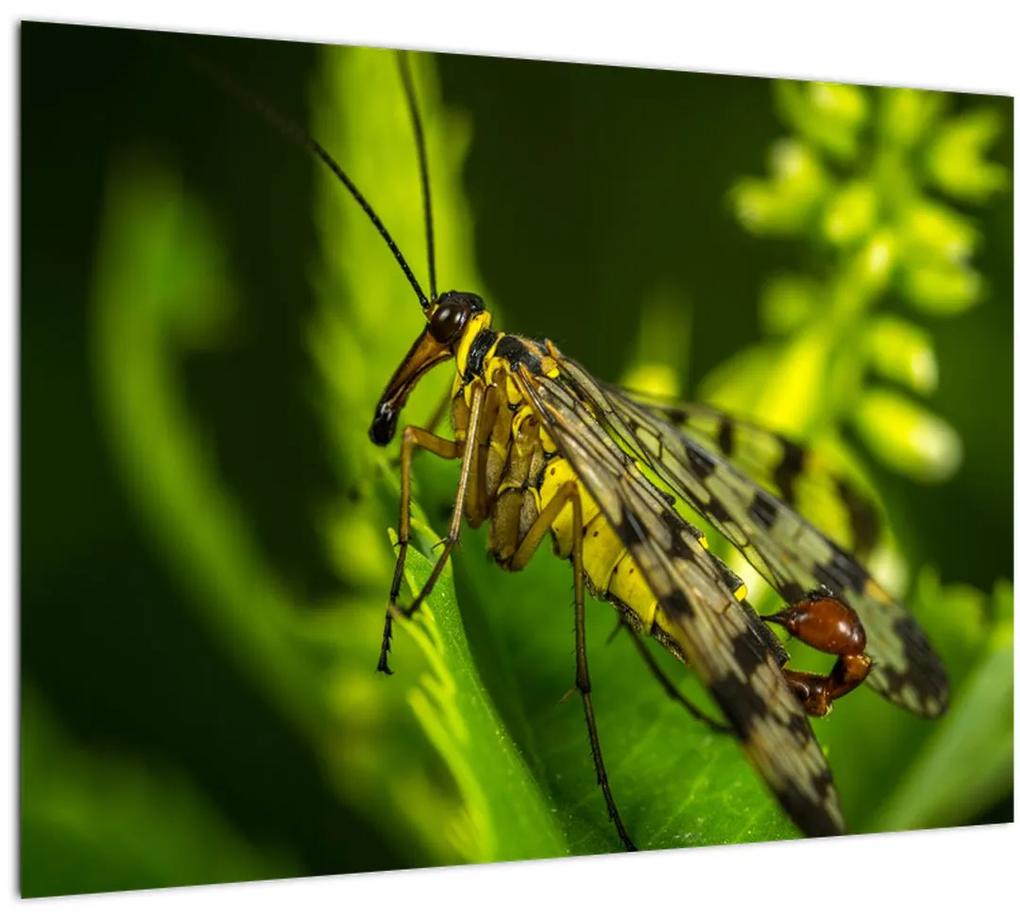 Obraz hmyzu (70x50 cm)
