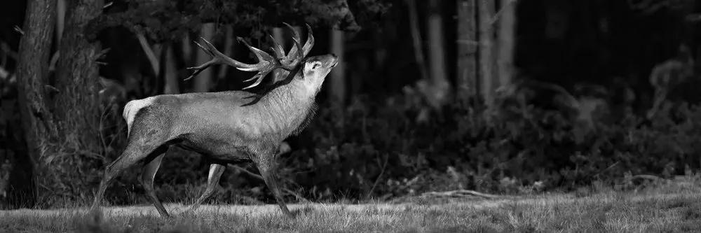 Obraz majestátní jelen v černobílém provedení Varianta: 135x45