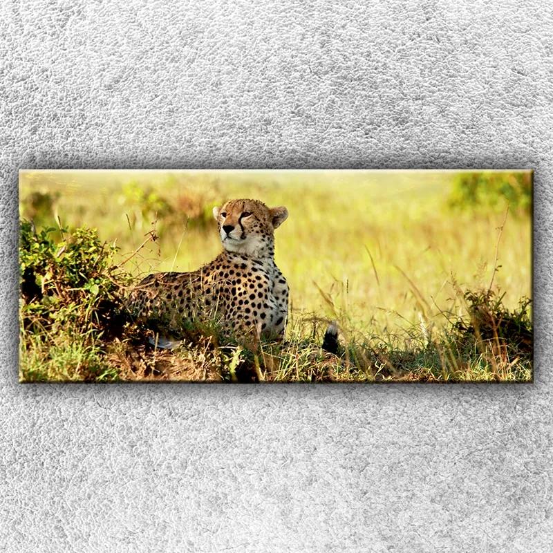 Foto na plátno Gepard v pozoru 1 120x50 cm