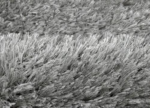 Koberce Breno Kusový koberec RHAPSODY 25-01/906, Stříbrná, 80 x 140 cm