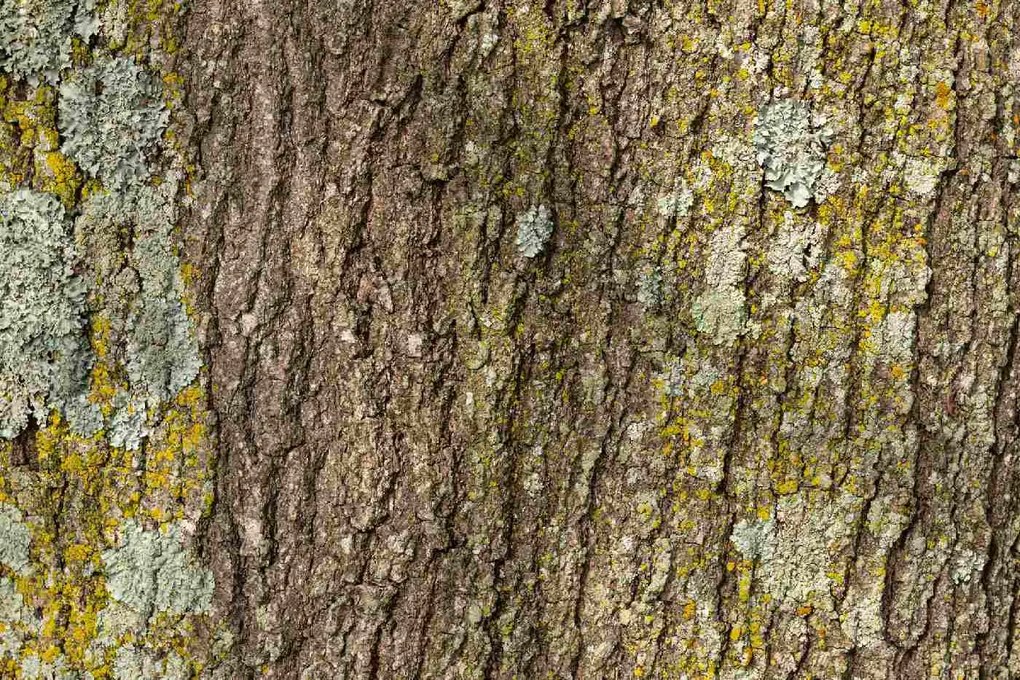 DIMEX | Samolepicí vliesová fototapeta na zeď Textura kůry stromu MA-5-2338 | 375 x 250 cm | zelená, žlutá, hnědá