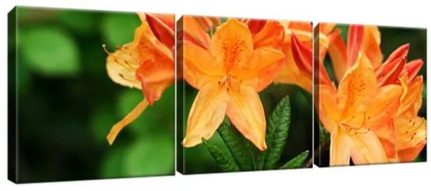 Tištěný obraz Rododendron Azalka oranžová 90x30cm 124A_3A