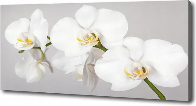 Fotoobraz canvas na zeď Orchidej 125 x 50 cm