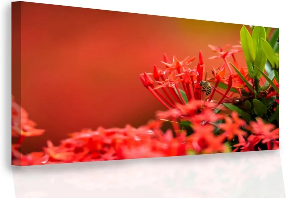 Moderní obraz - červené květy (90x60 cm) - InSmile ®