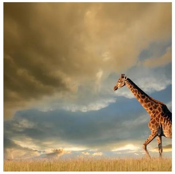 Obraz žirafy s mračny v pozadí  (50x50 cm), 40 dalších rozměrů