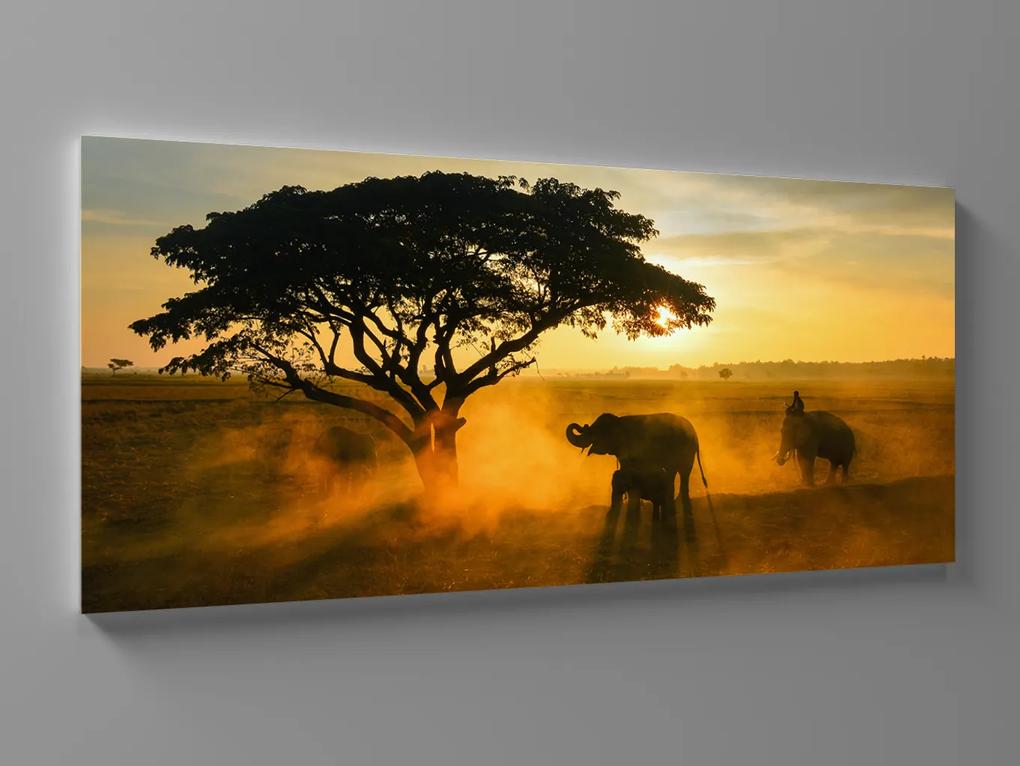 Liox XXL Obraz sloni v safari Rozměr: 250 x 125 cm