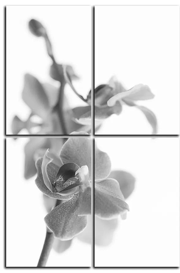 Obraz na plátně - Orchidej květ izolována na bílém pozadí - obdélník 7222QE (90x60 cm)
