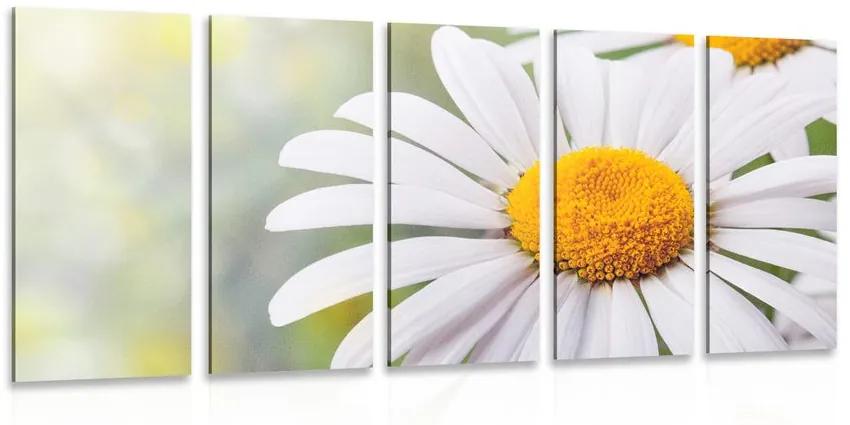 5-dílný obraz květiny kopretiny Varianta: 100x50