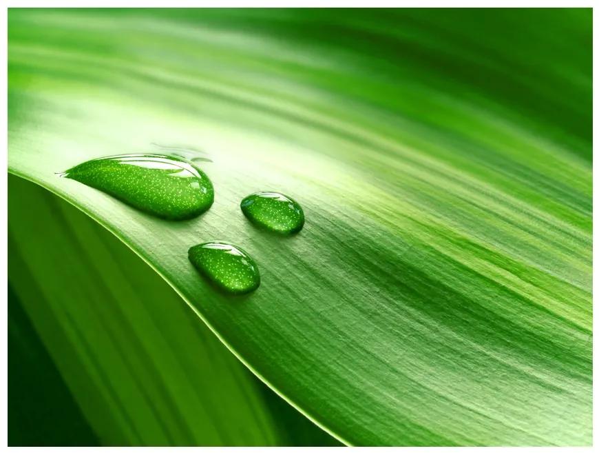 Fototapeta - Leaf and three drops of water