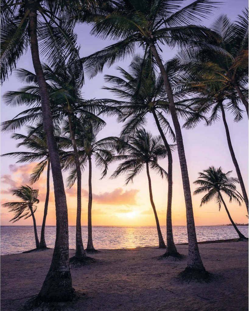 Komar Vliesová fototapeta Palmtrees on Beach 200 x 250 cm