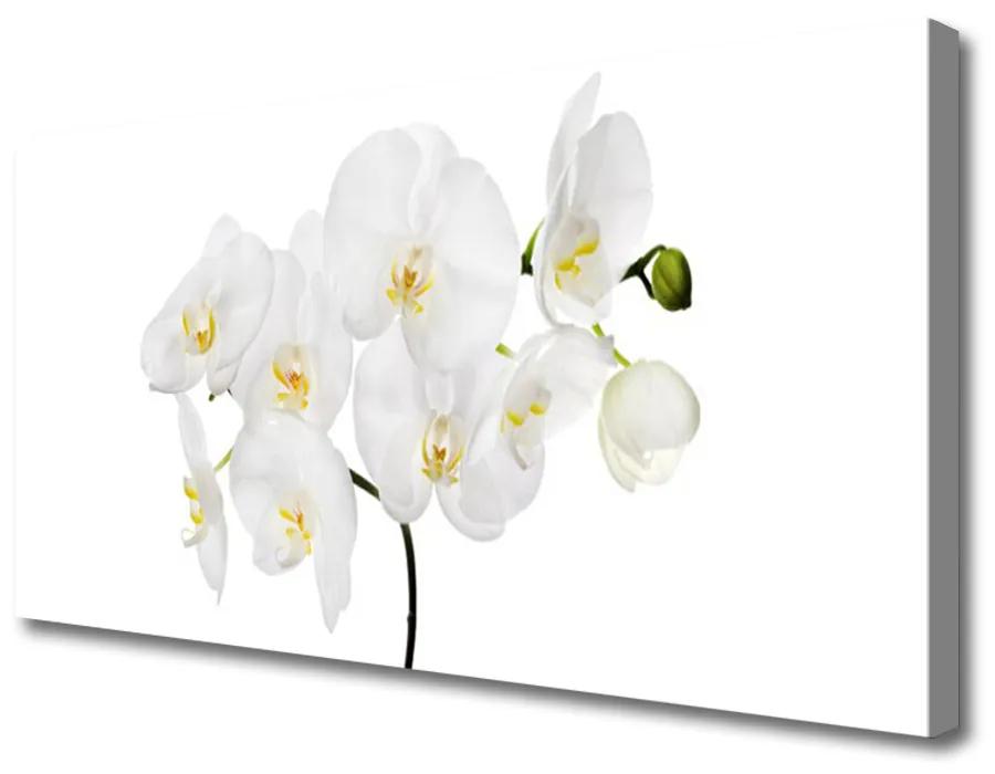Obraz na plátně Bílá Orchidej Květiny 140x70 cm