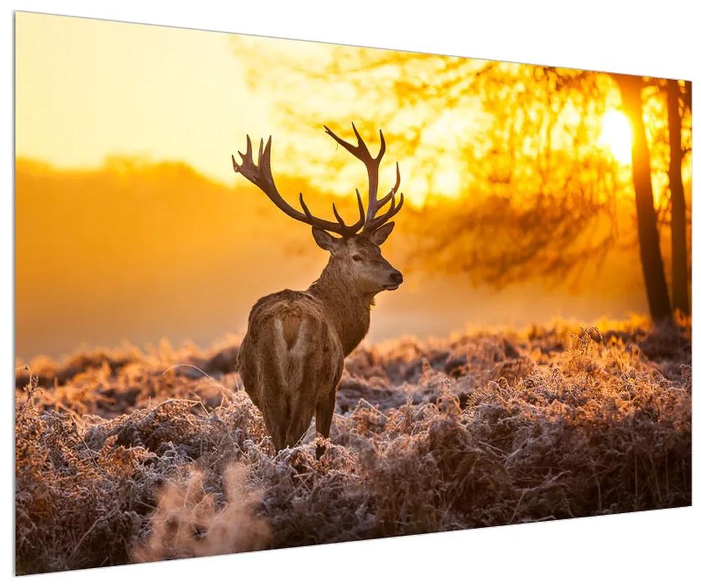 Obraz jelena (120x80 cm)