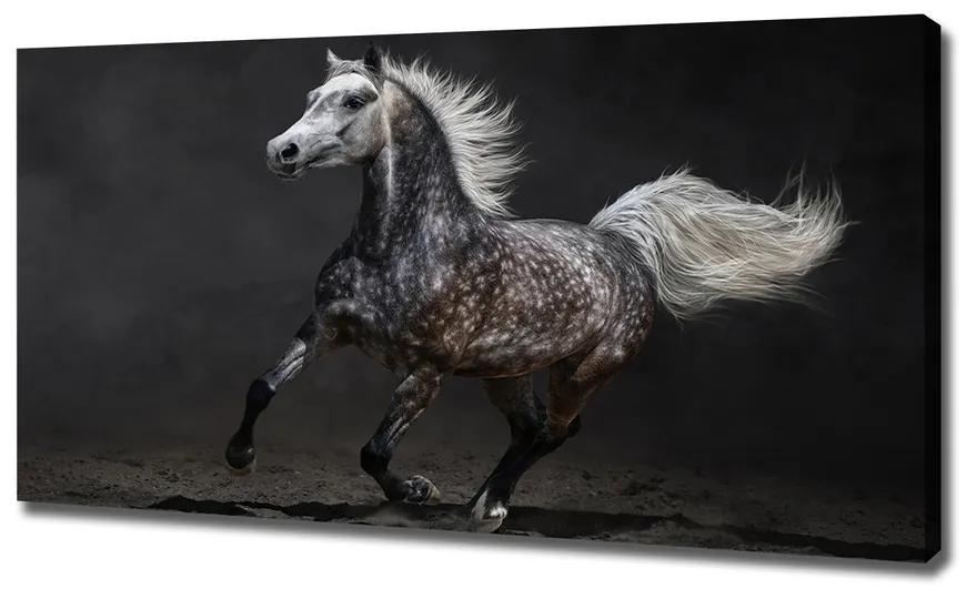 Wallmuralia Foto obraz canvas Šedný arabský kůň 120x60 cm