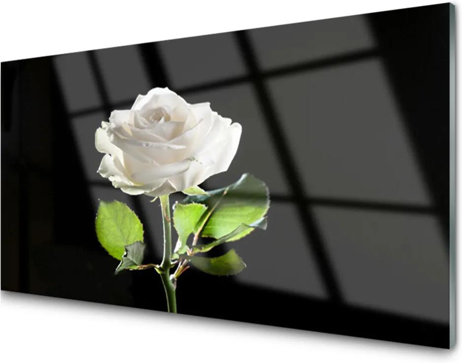 Plexisklo obraz Růže Květ Rostlina