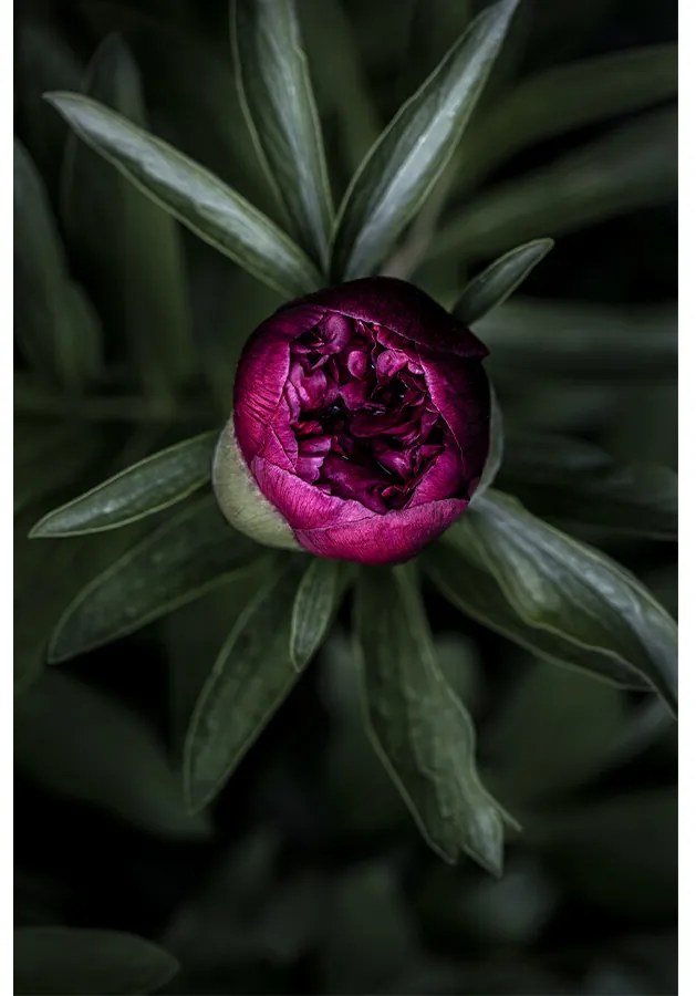 Fotografie "Květ Pivoňky No1" - 500 x 750 mm