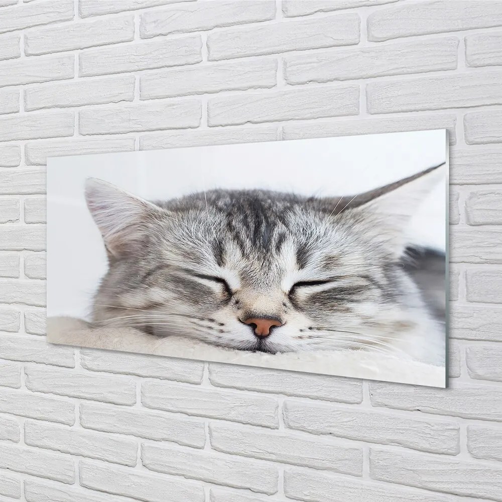 Obraz na skle ospalá kočka 100x50 cm