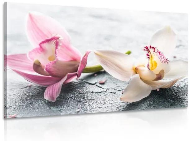 Obraz dva barevné květy orchideje Varianta: 120x80