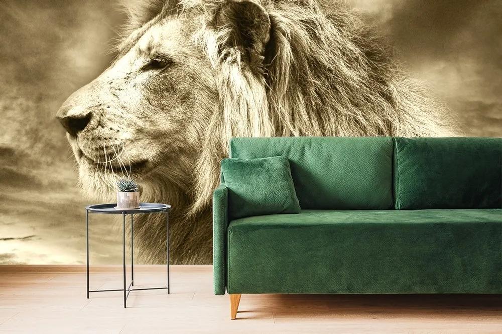 Samolepící tapeta africký lev v sépiovém provedení - 375x250 cm