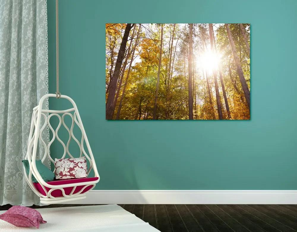 Obraz les v podzimních barvách Varianta: 60x40