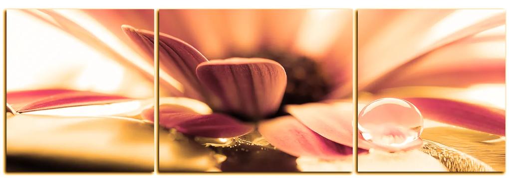 Obraz na plátně - Kapka rosy na lupenech květu - panoráma 580QC (150x50 cm)