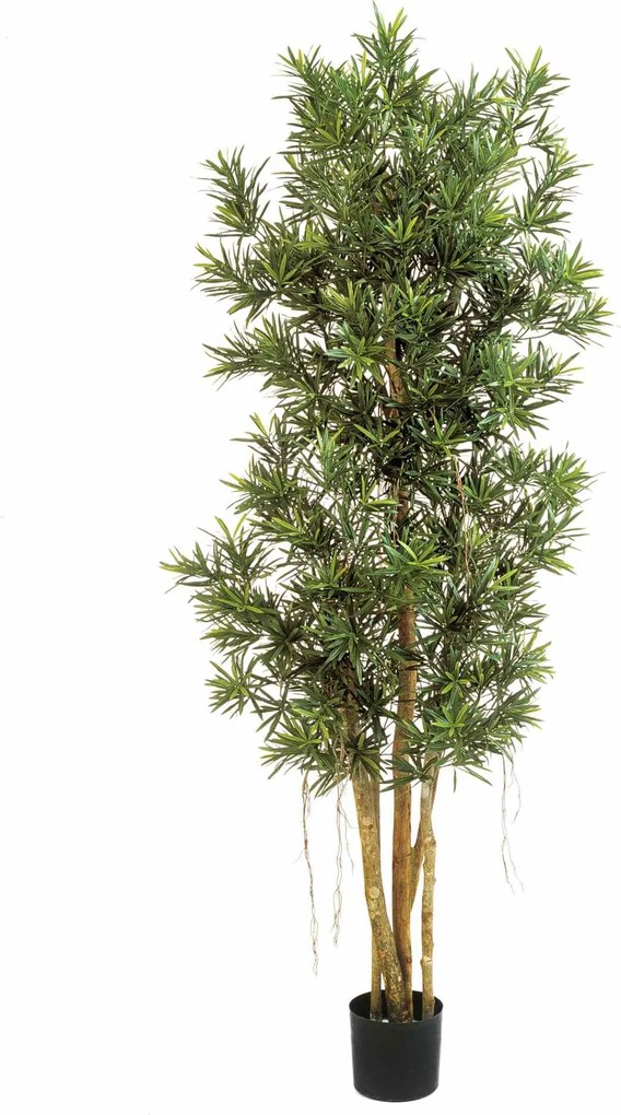 Podocarpus Reflexa umělý V 180 cm