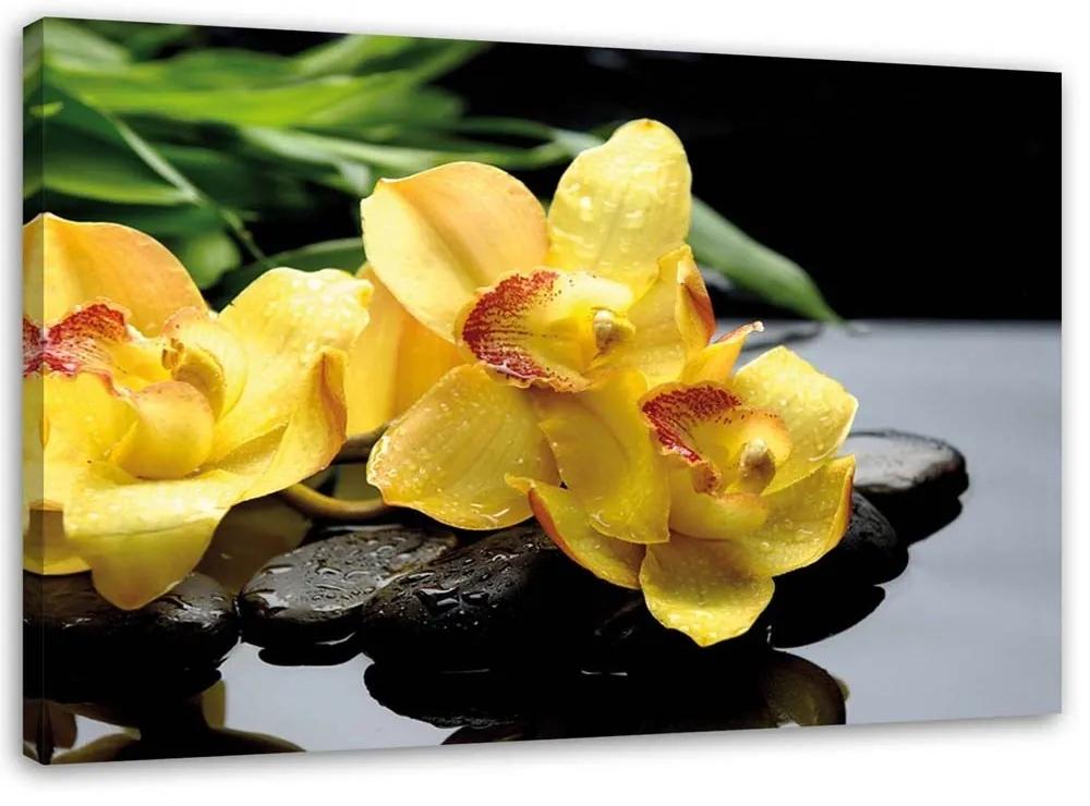 Obraz na plátně Orchidej žlutá květina - 100x70 cm