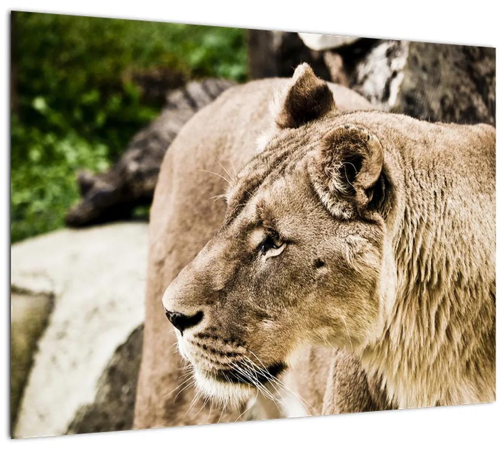 Skleněný obraz lvice (70x50 cm)