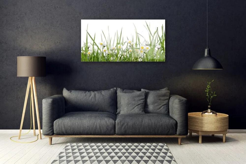 Obraz na skle Tráva Sedmikrásky Příroda 120x60 cm